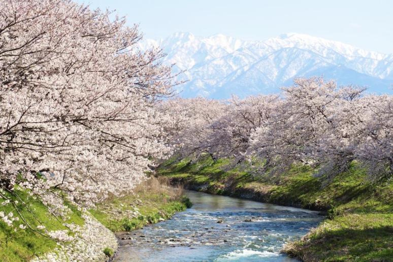 Let's Get a Jump on Spring! Four Famous Plum Blossom Spots in Toyama ...