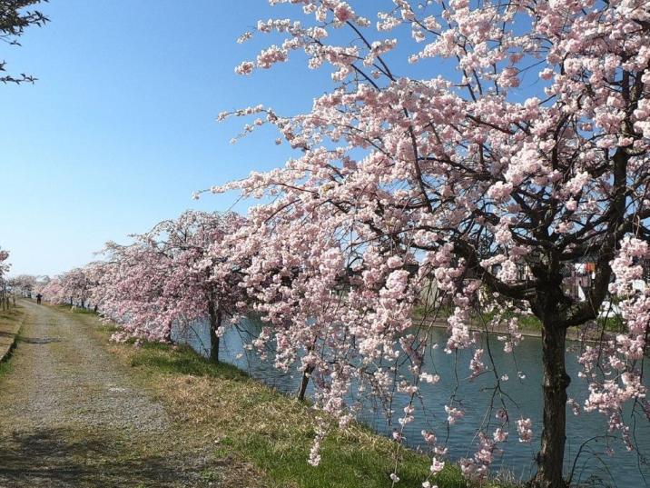 【お花見情報】富山の桜の名所特集 | 特集 | 【公式】富山県の観光/旅行サイト「とやま観光ナビ」