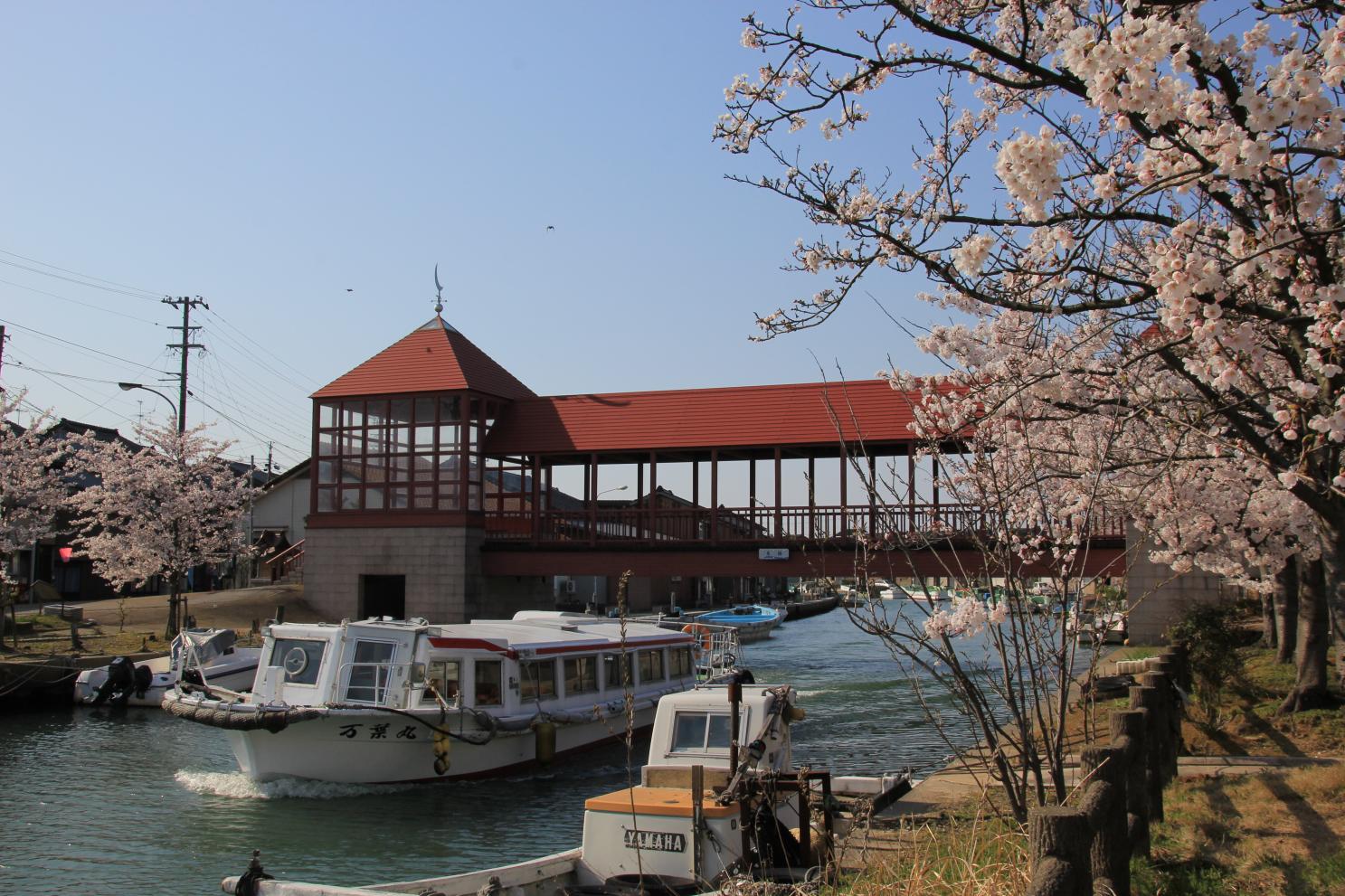 【お花見情報】富山の桜の名所特集 | 特集 | 【公式】富山県の観光/旅行サイト「とやま観光ナビ」