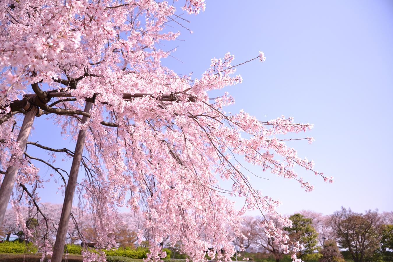 【お花見情報】富山の桜の名所特集 | 特集 | 【公式】富山県の観光/旅行サイト「とやま観光ナビ」