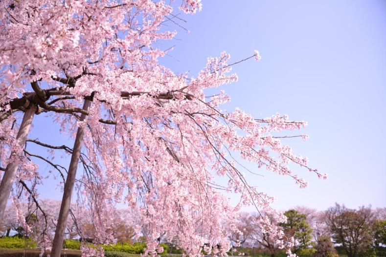 [Sakura Viewing Information] A Special Feature on Famous Sakura Spots ...