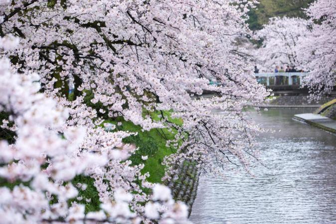 Best Cherry Blossom Spots in Toyama | Stories | The Official Tourism ...