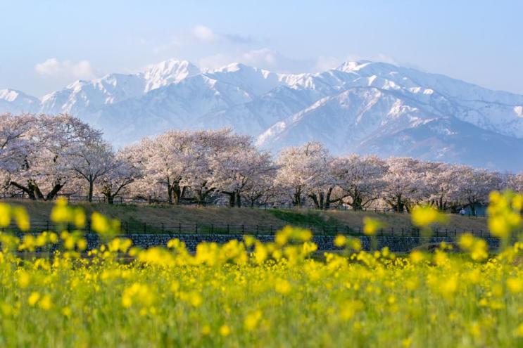 Best Cherry Blossom Spots in Toyama | Stories | The Official Tourism ...