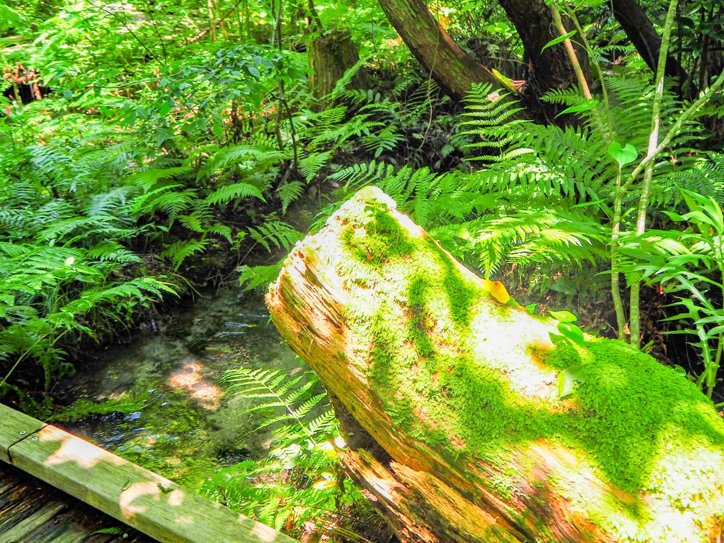 Here are some of the top spots in Toyama with spectacular views of ...