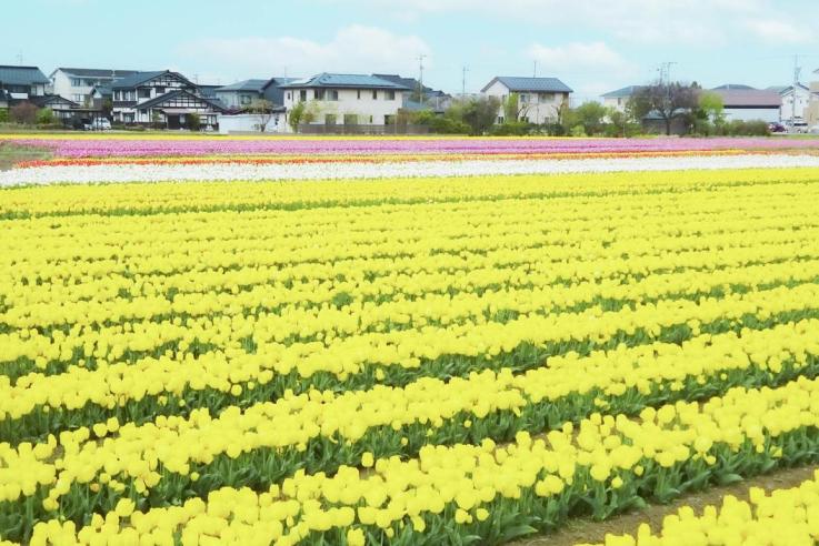 “Tulips," the Main Feature of Spring in Toyama, Where Beautiful Flowers ...
