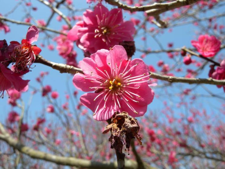 Let's Get a Jump on Spring! Four Famous Plum Blossom Spots in Toyama ...