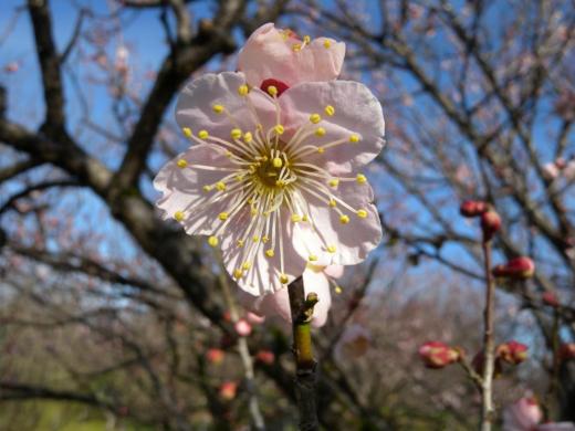 Let's Get a Jump on Spring! Four Famous Plum Blossom Spots in Toyama ...